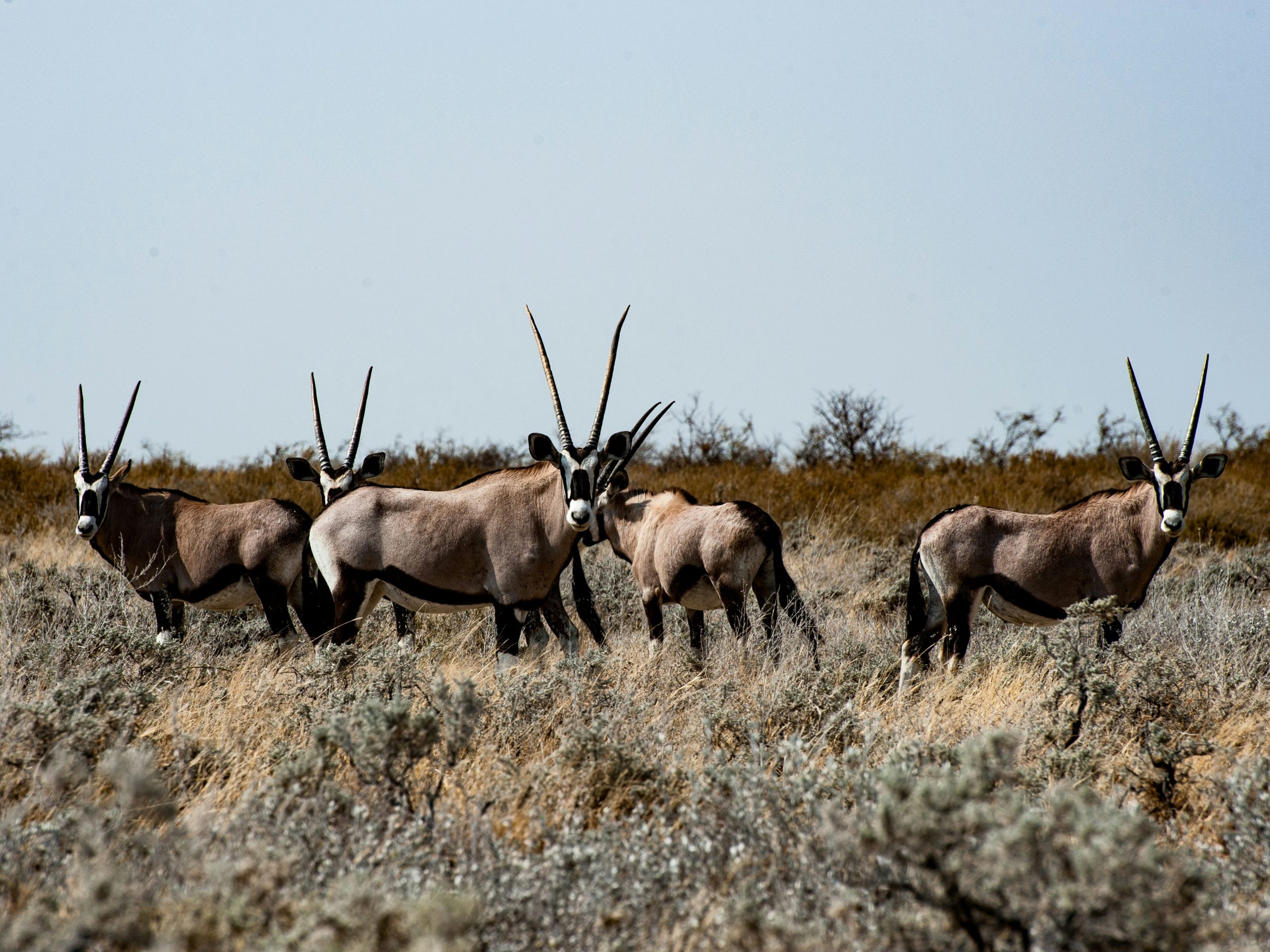 Gemsbok Wors - Natural Heritage